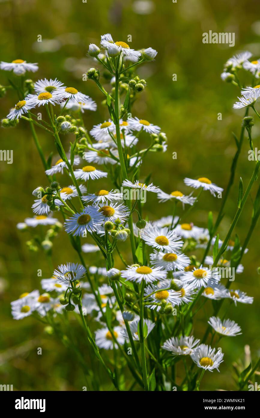Erigeron annuus known as annual fleabane, daisy fleabane, or eastern ...