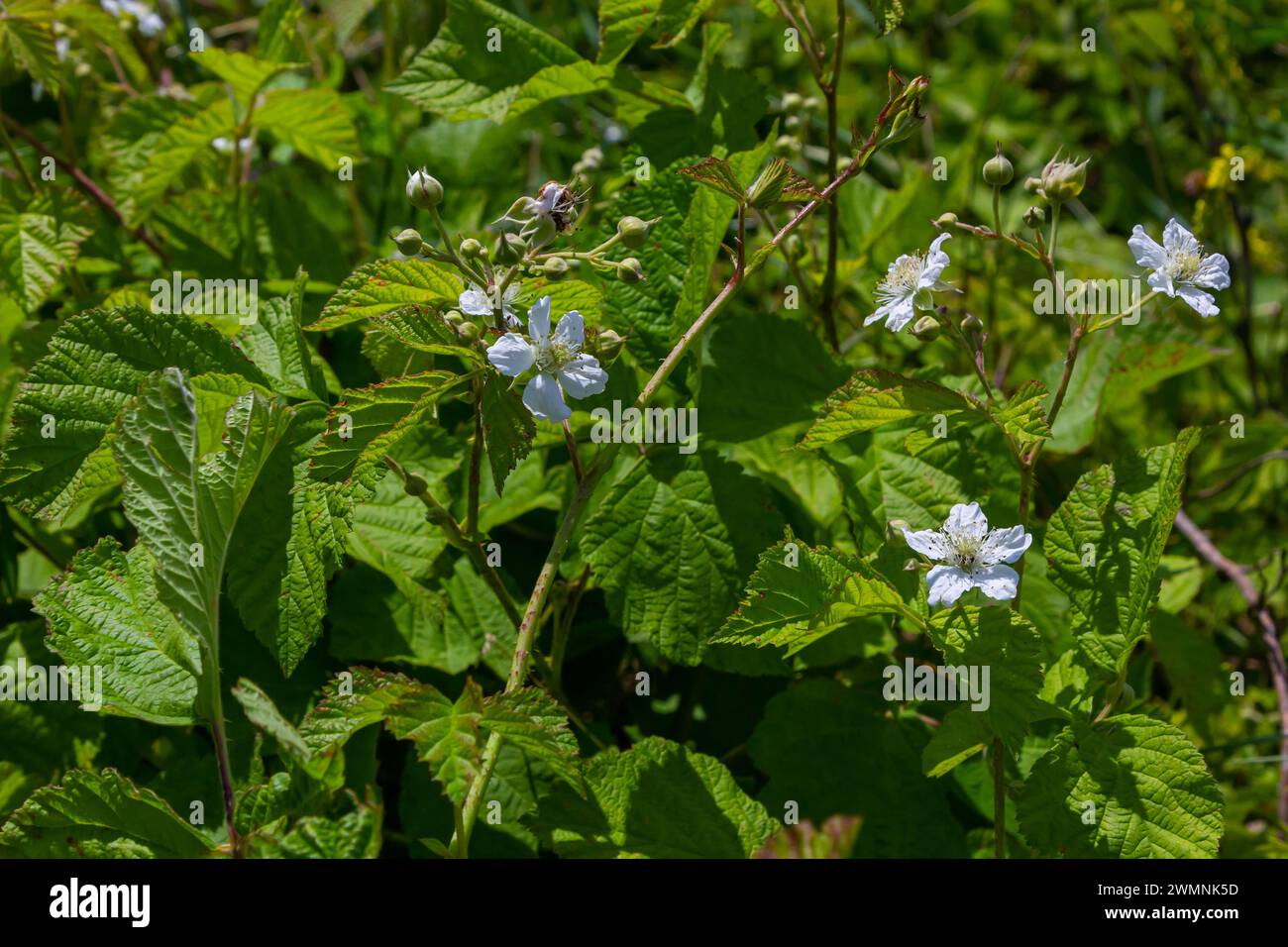 Flower of European dewberry Rubus caesius in the summer Stock Photo - Alamy