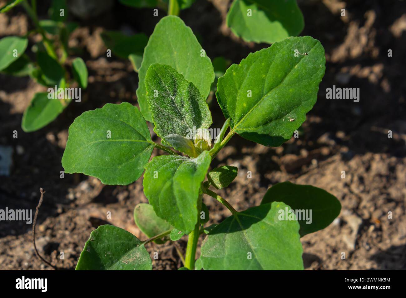 Chenopodium album, edible plant, common names include lamb's quarters ...