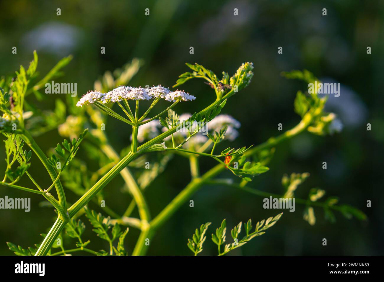 Conium maculatum, colloquially known as hemlock, poison hemlock or wild ...