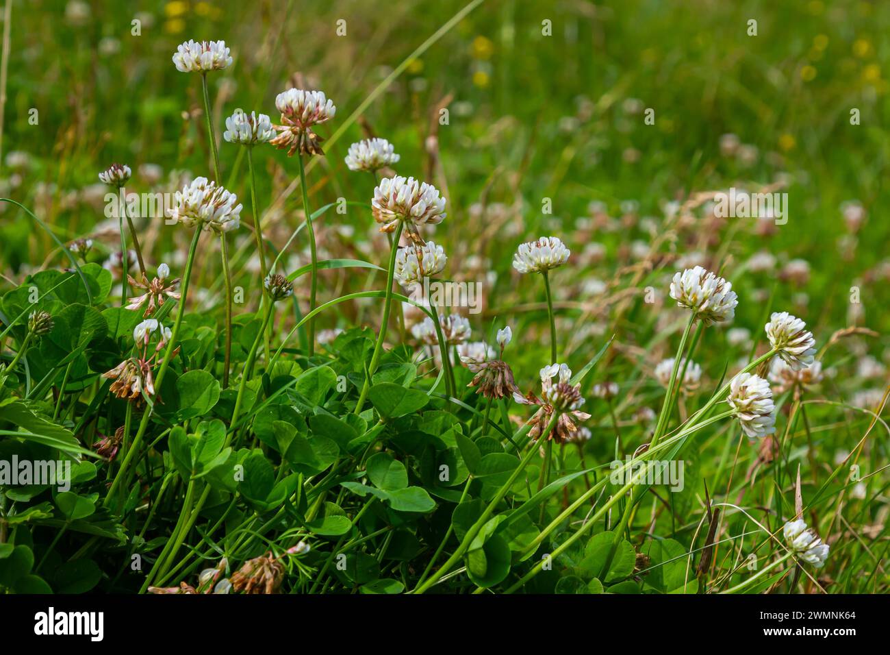 Clover or Trefoil flower, close up. Trifolium Repens or White Clover ...