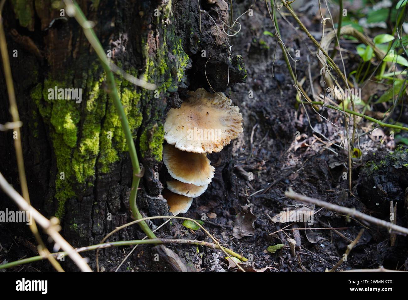 Crimped Gill (Plicaturopsis crispa) mushroom on rotting trunk Stock ...