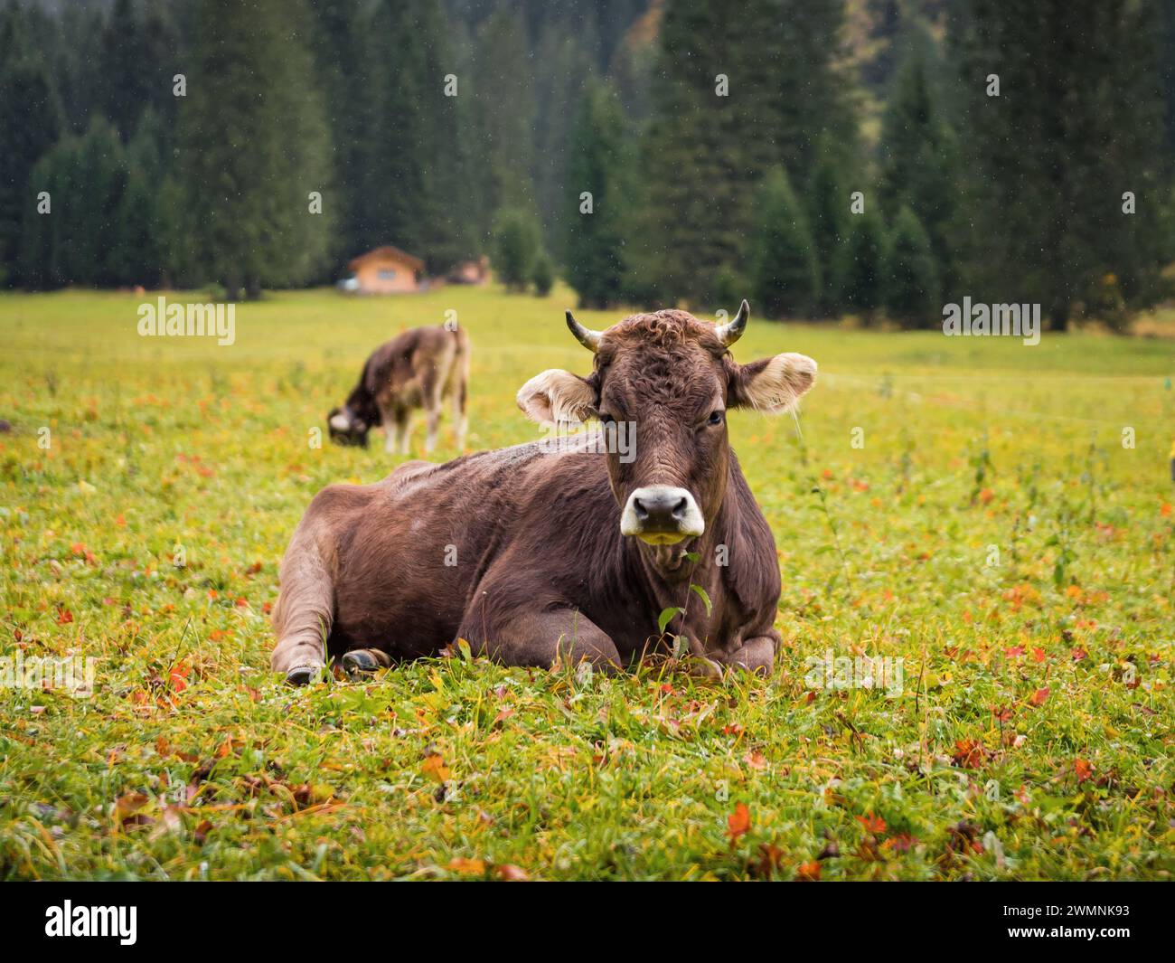 Brown cow sitting in a meadow in alpine countryside. Tyrolean brown cow ...
