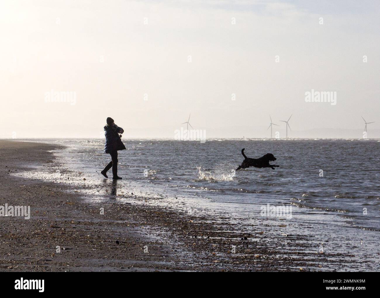 Labrador chasing ball in to the sea thrown by lady Stock Photo - Alamy