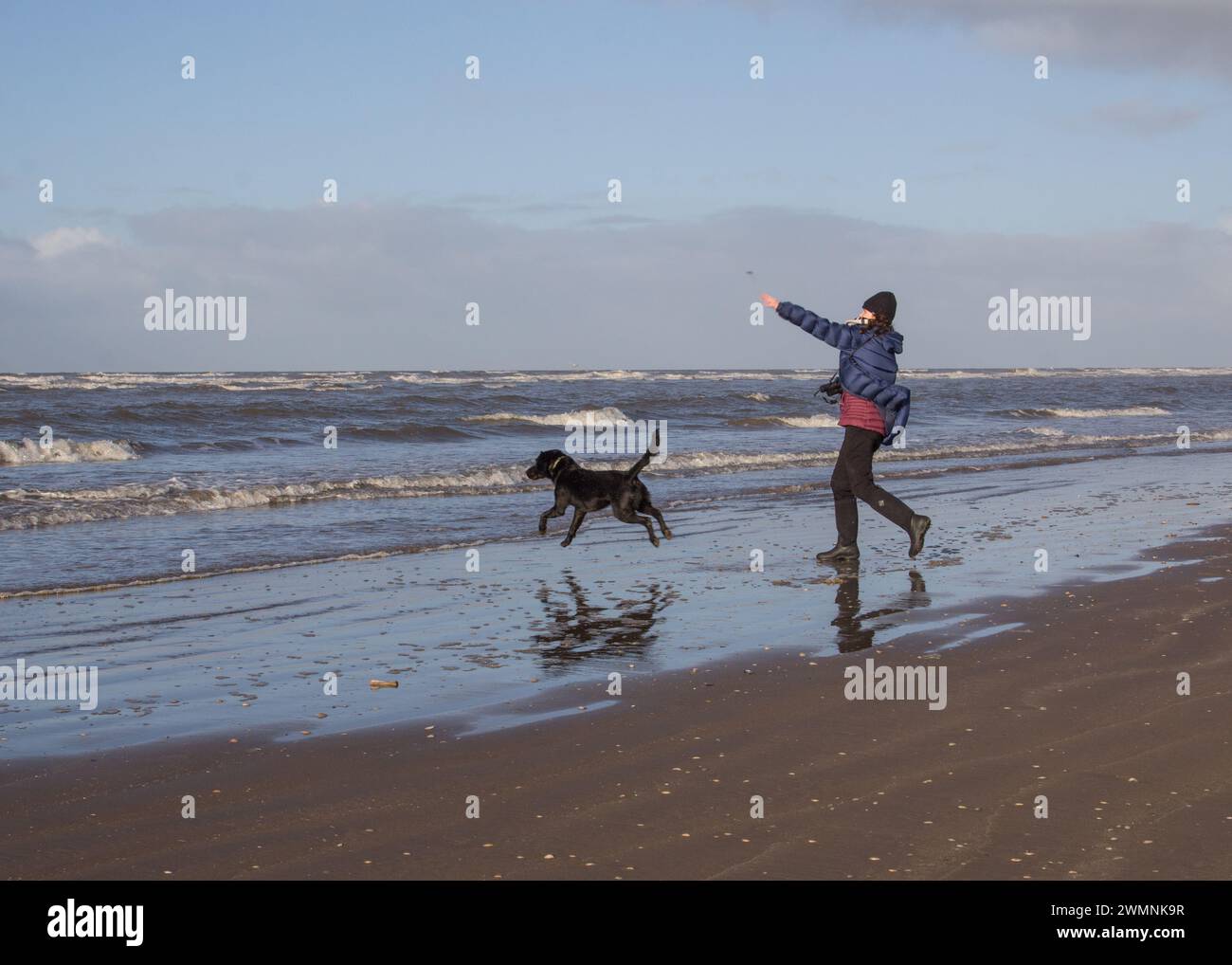 Labrador chasing ball in to the sea thrown by lady Stock Photo - Alamy