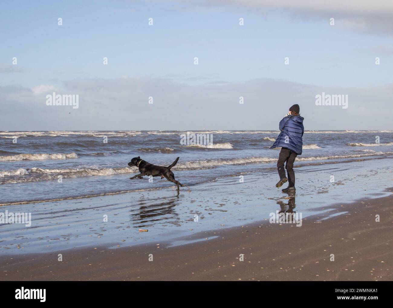 Labrador chasing ball in to the sea thrown by lady Stock Photo - Alamy