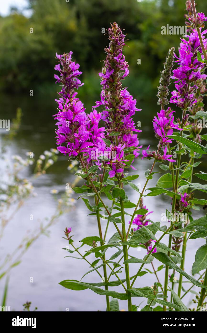Purple loosestrife Lythrum salicaria inflorescence. Flower spike of ...
