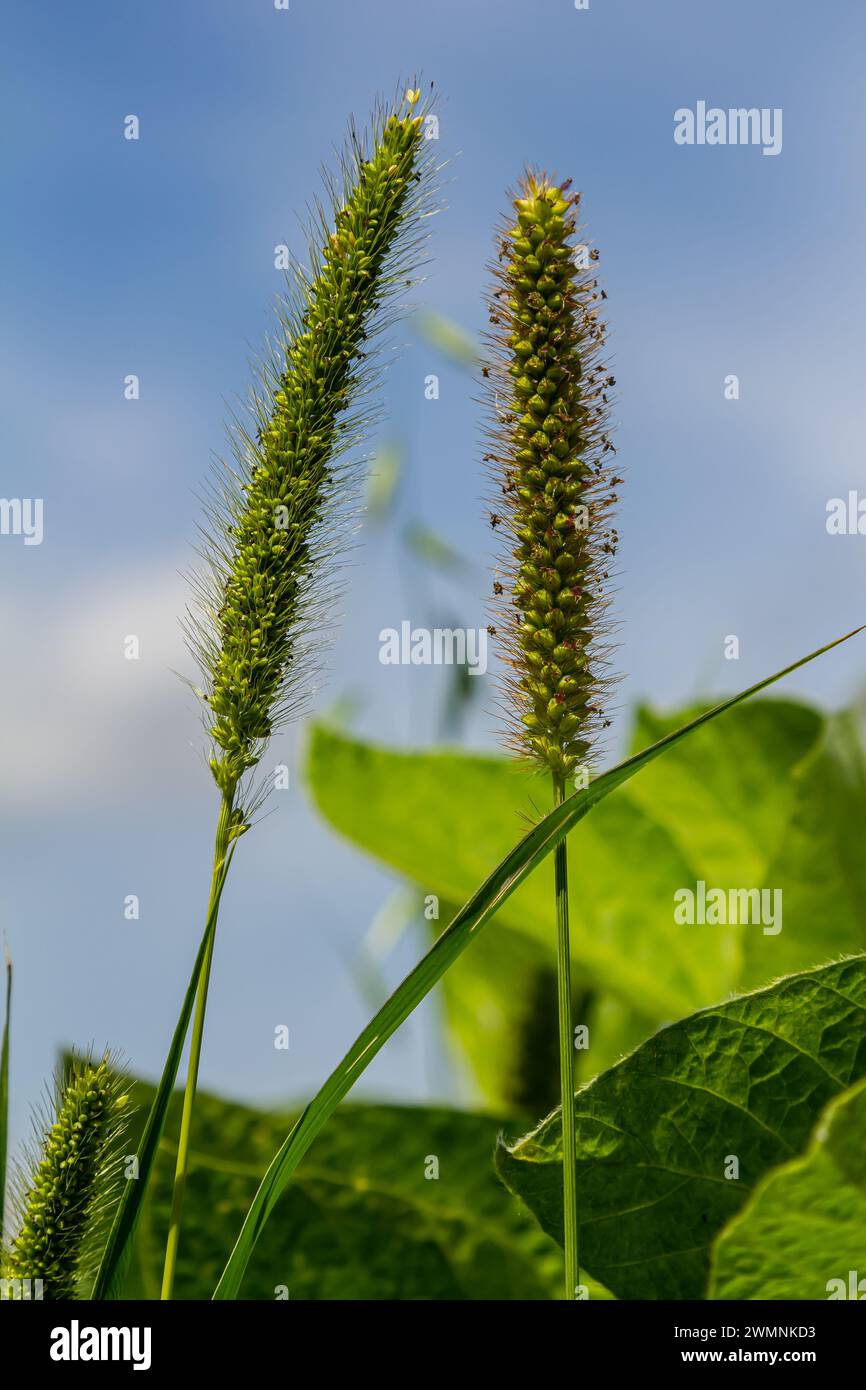 Setaria italica hi-res stock photography and images - Alamy
