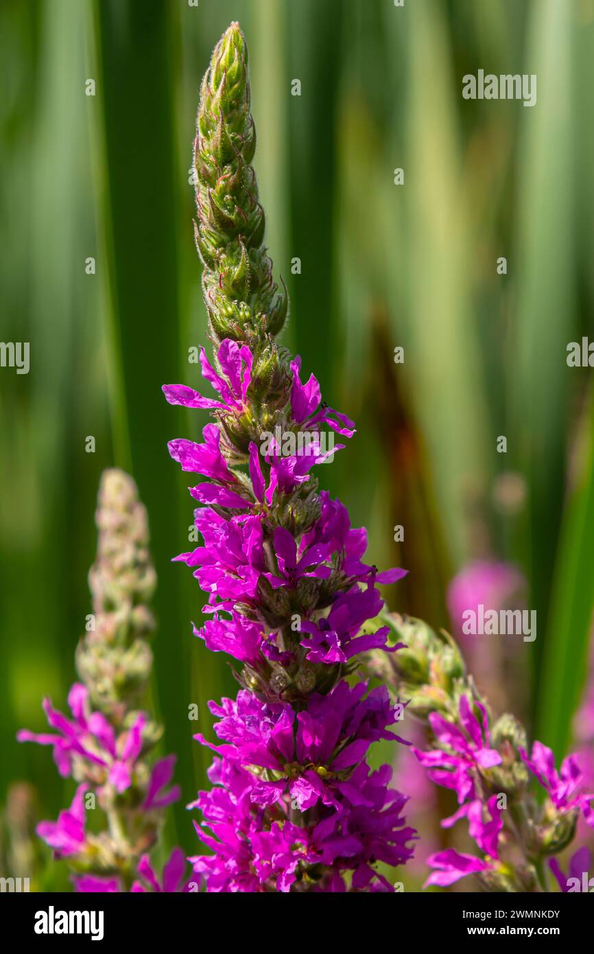 Purple loosestrife Lythrum salicaria inflorescence. Flower spike of ...