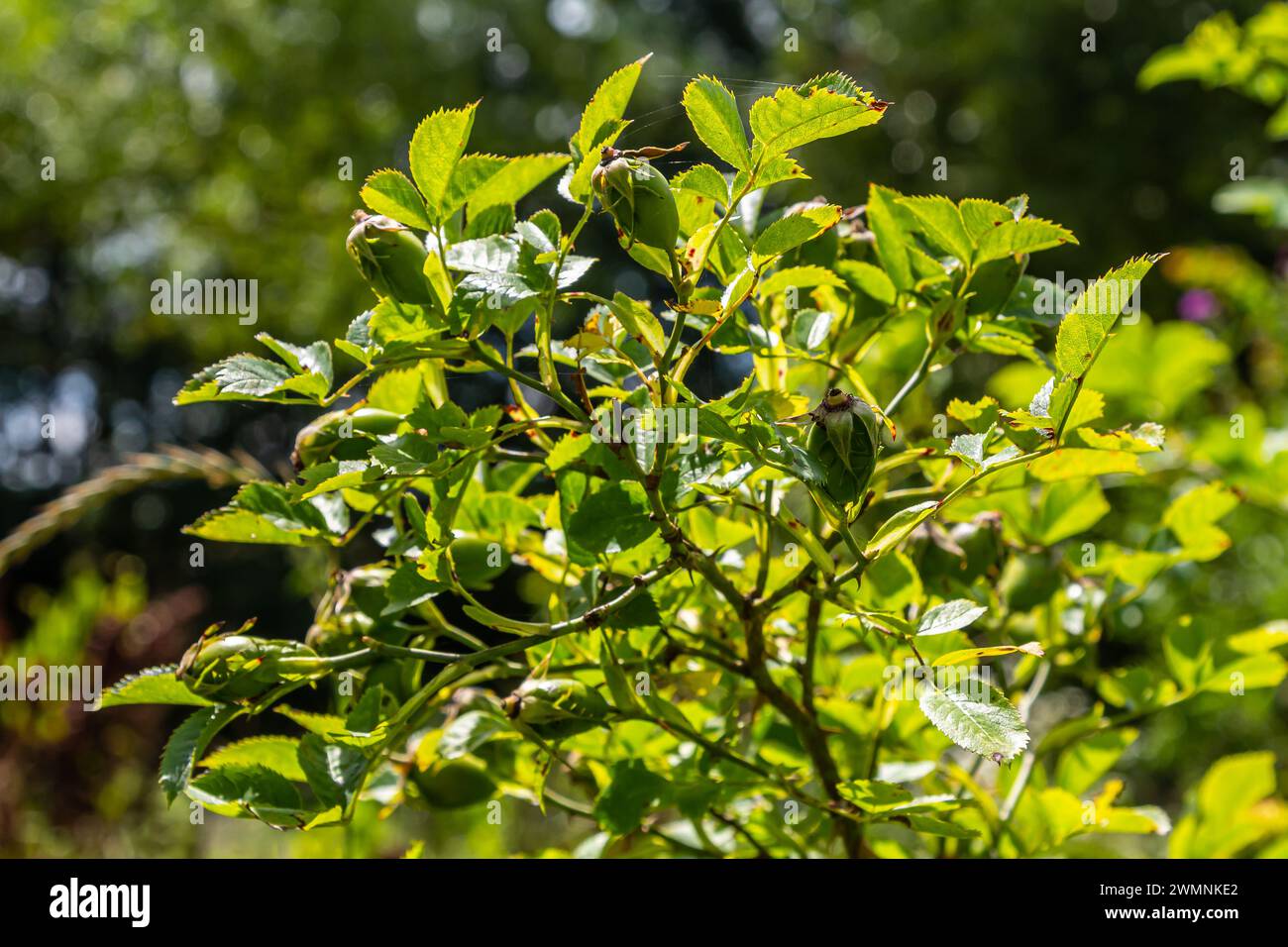 Red rose hips of dog rose. Rosa canina, commonly known as the dog rose ...