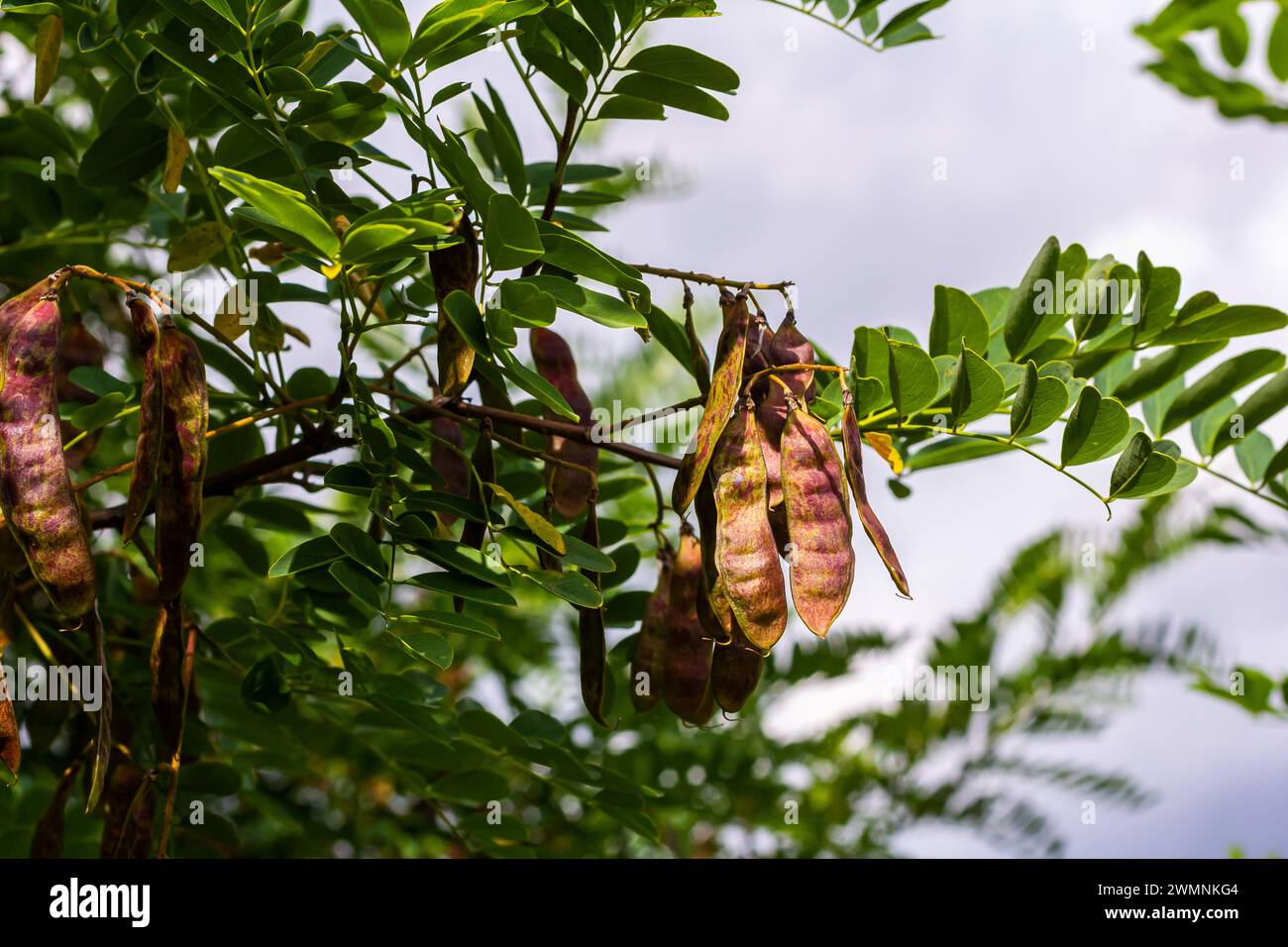 Robinia pseudoacacia, commonly known as black locust with seeds Stock ...