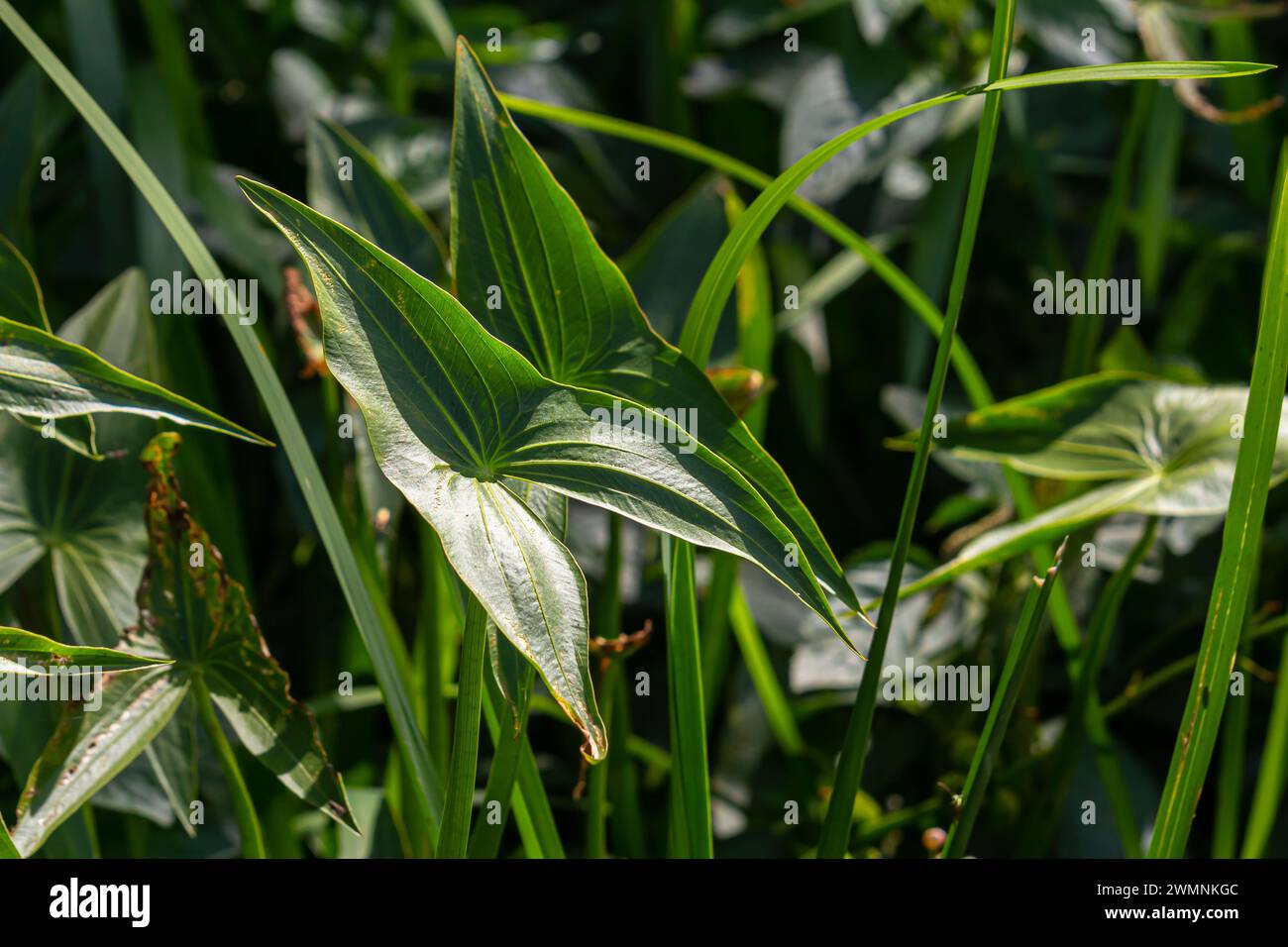 plant called Common arrowhead, Sagittaria sagittifolia Stock Photo - Alamy