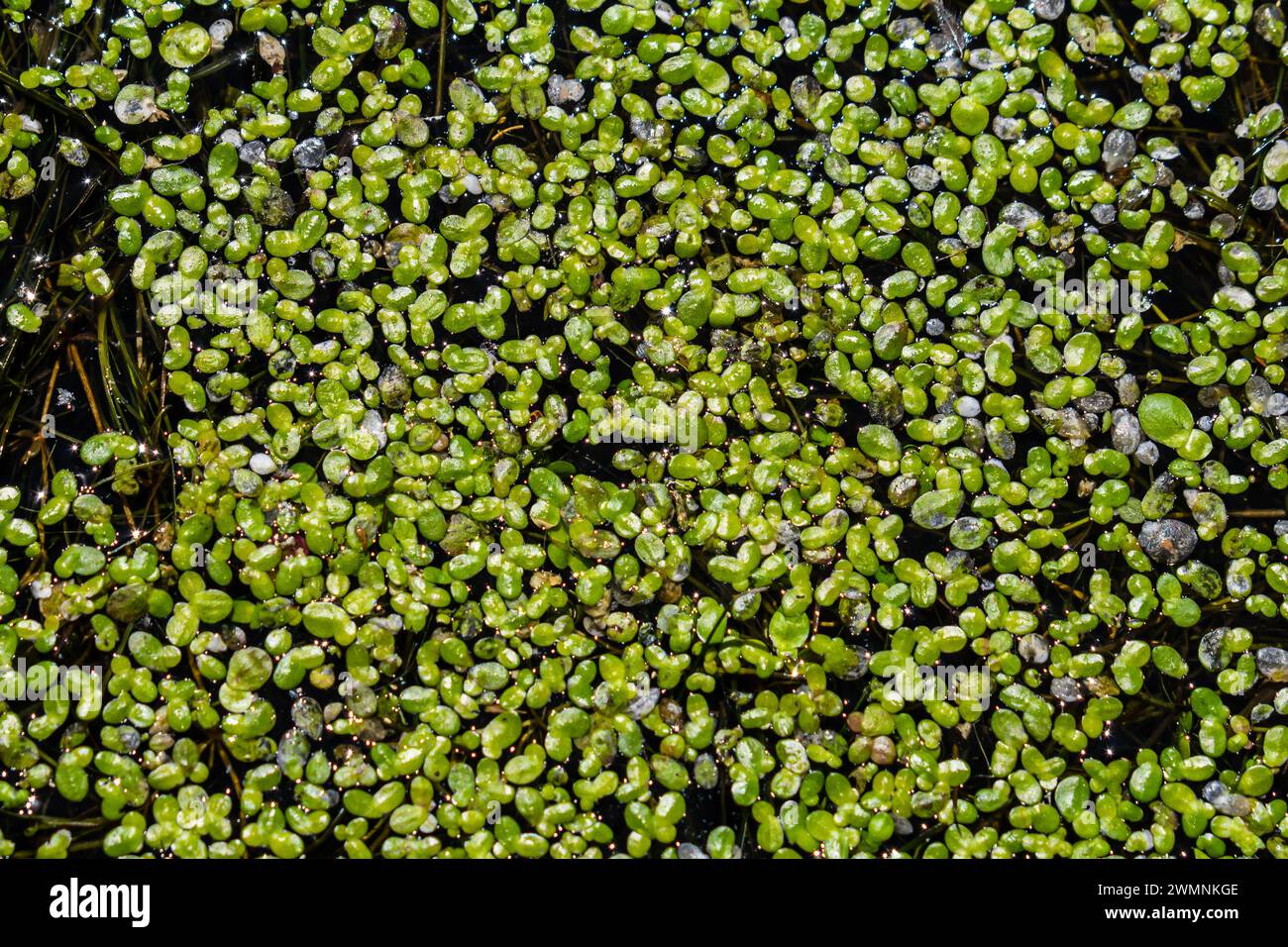 Duckweed - Cultivation of duckweed. Lemna trisulca Stock Photo - Alamy