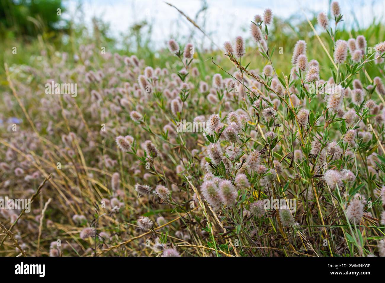 Trifolium arvense closeup. Fluffy clover in a meadow. Summer flora ...