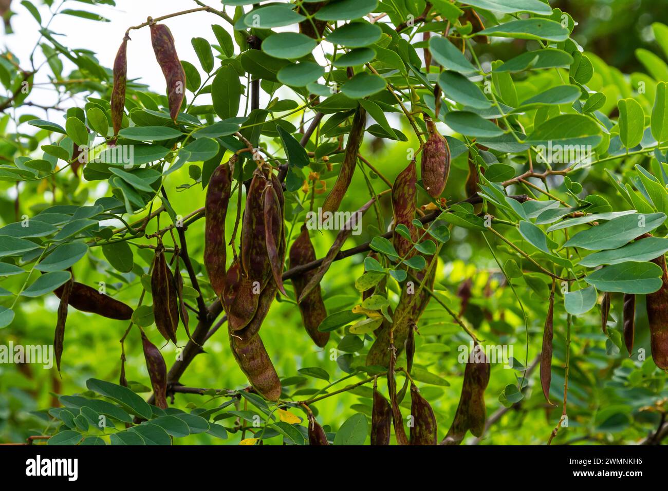 Robinia pseudoacacia, commonly known as black locust with seeds Stock ...