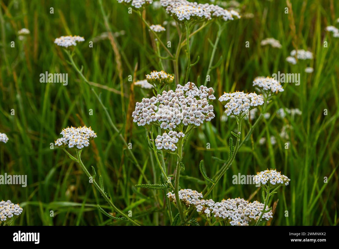 Common yarrow Achillea millefolium white flowers close up, floral ...