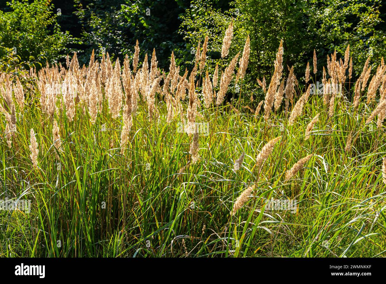 Inflorescence of wood small-reed Calamagrostis epigejos on a meadow ...