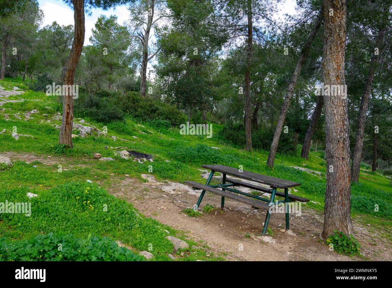 wooden picnic table in a pine forest Photographed in the Jerusalem ...