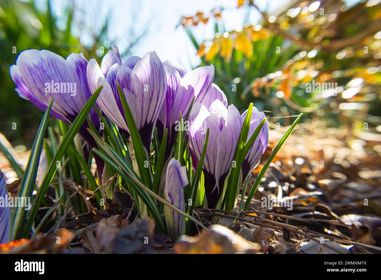 Striped crocus flowers in the garden, spring day Stock Photo - Alamy