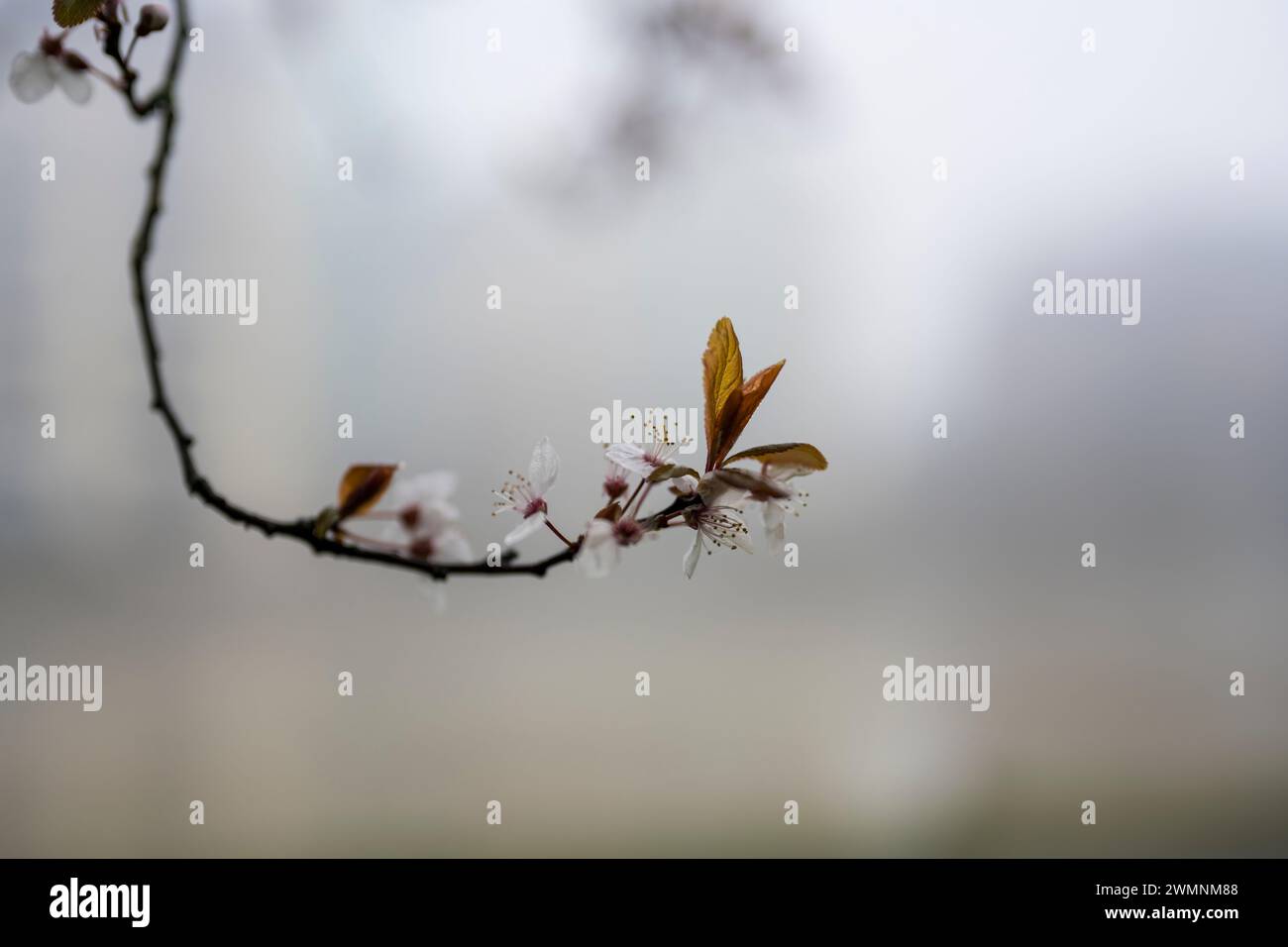 Springtime Tree Blossom, Christchurch Meadows, Caversham, Reading ...