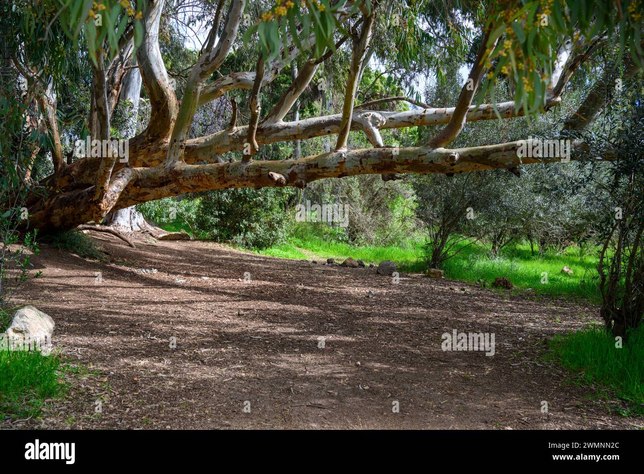 Reclining eucalyptus tree trunk. Some inconsiderate hikers have carved ...