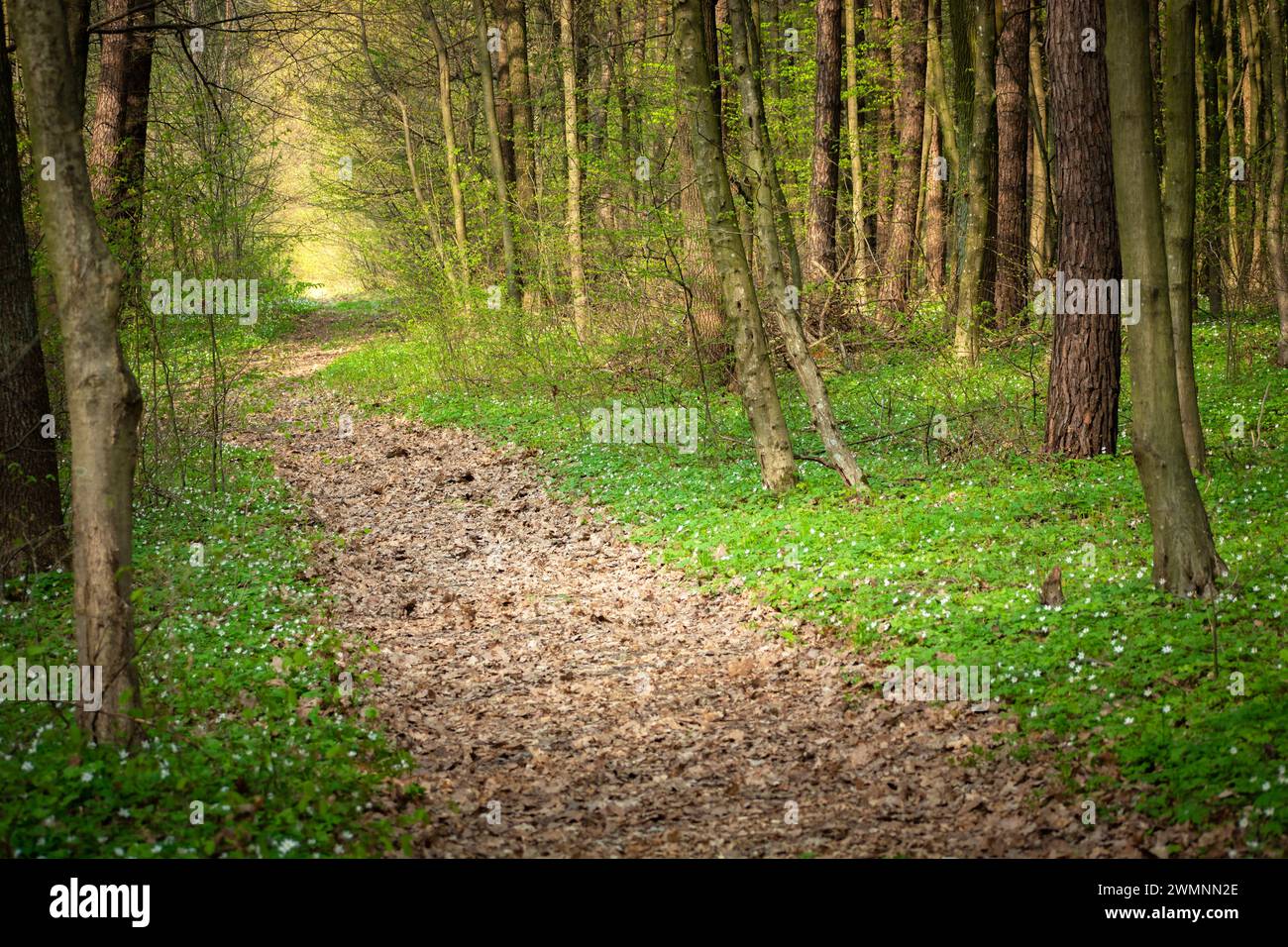 Spring scenic path hi-res stock photography and images - Alamy