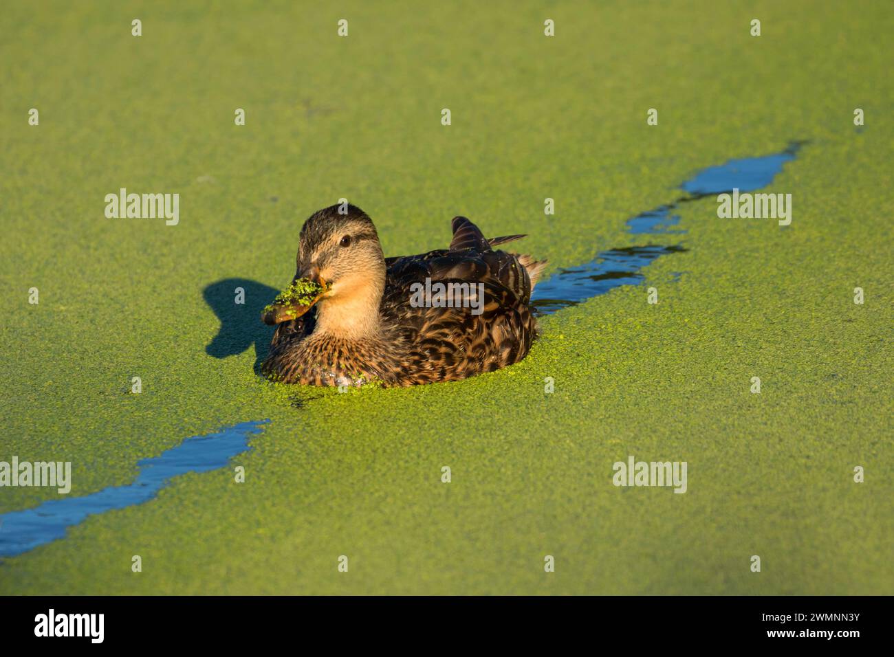 Talking duck hi-res stock photography and images - Alamy