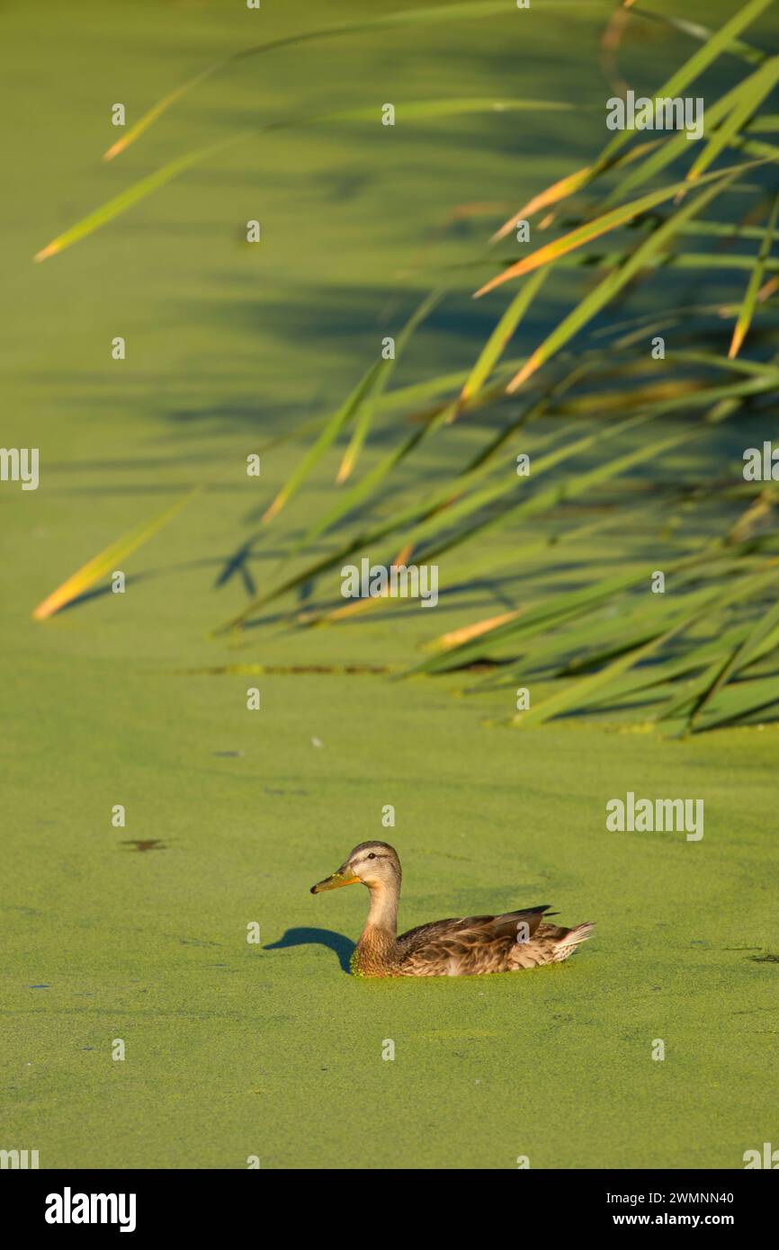 Talking duck hi-res stock photography and images - Alamy