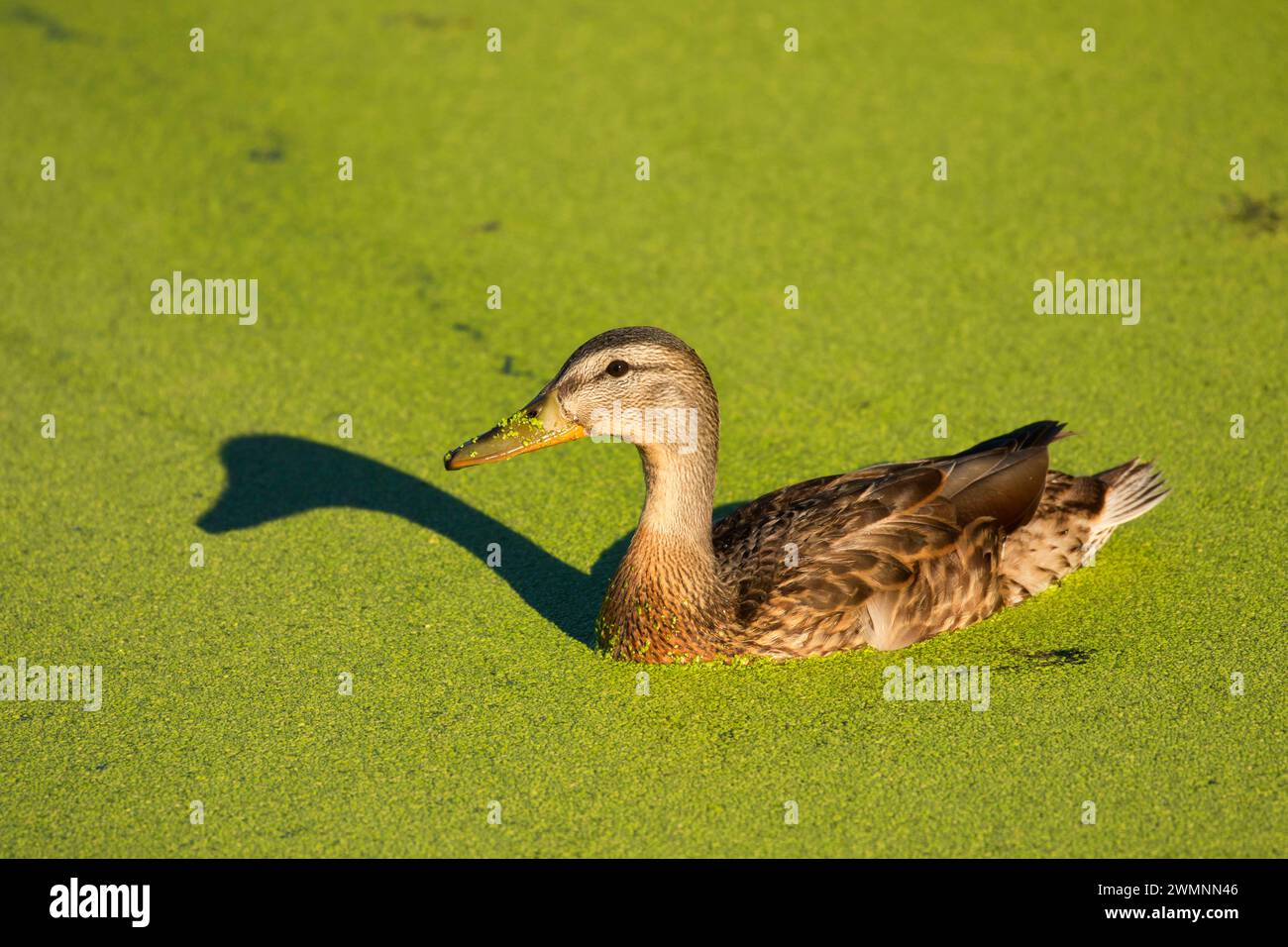 Talking water gardens oregon hi-res stock photography and images - Alamy