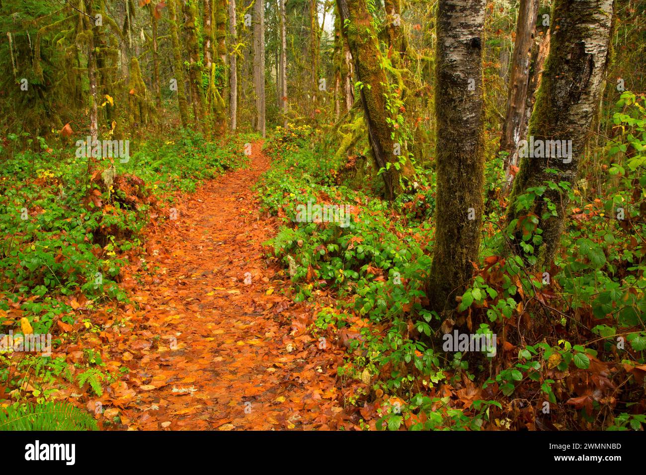 River Trail, Cascadia State Park, Oregon Stock Photo - Alamy
