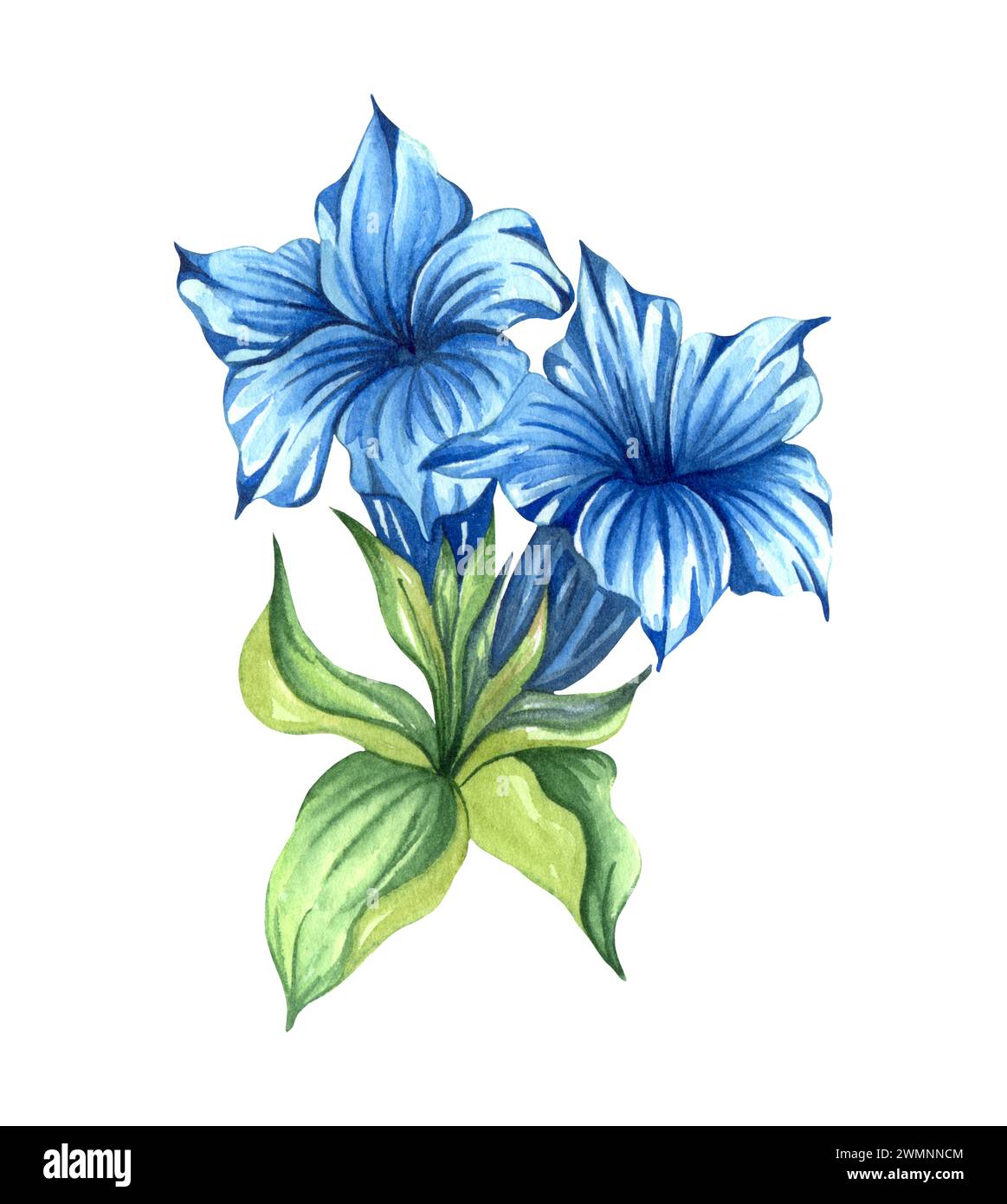 Alpine mountain flowers - Gentian flower. Watercolor hand drawn ...