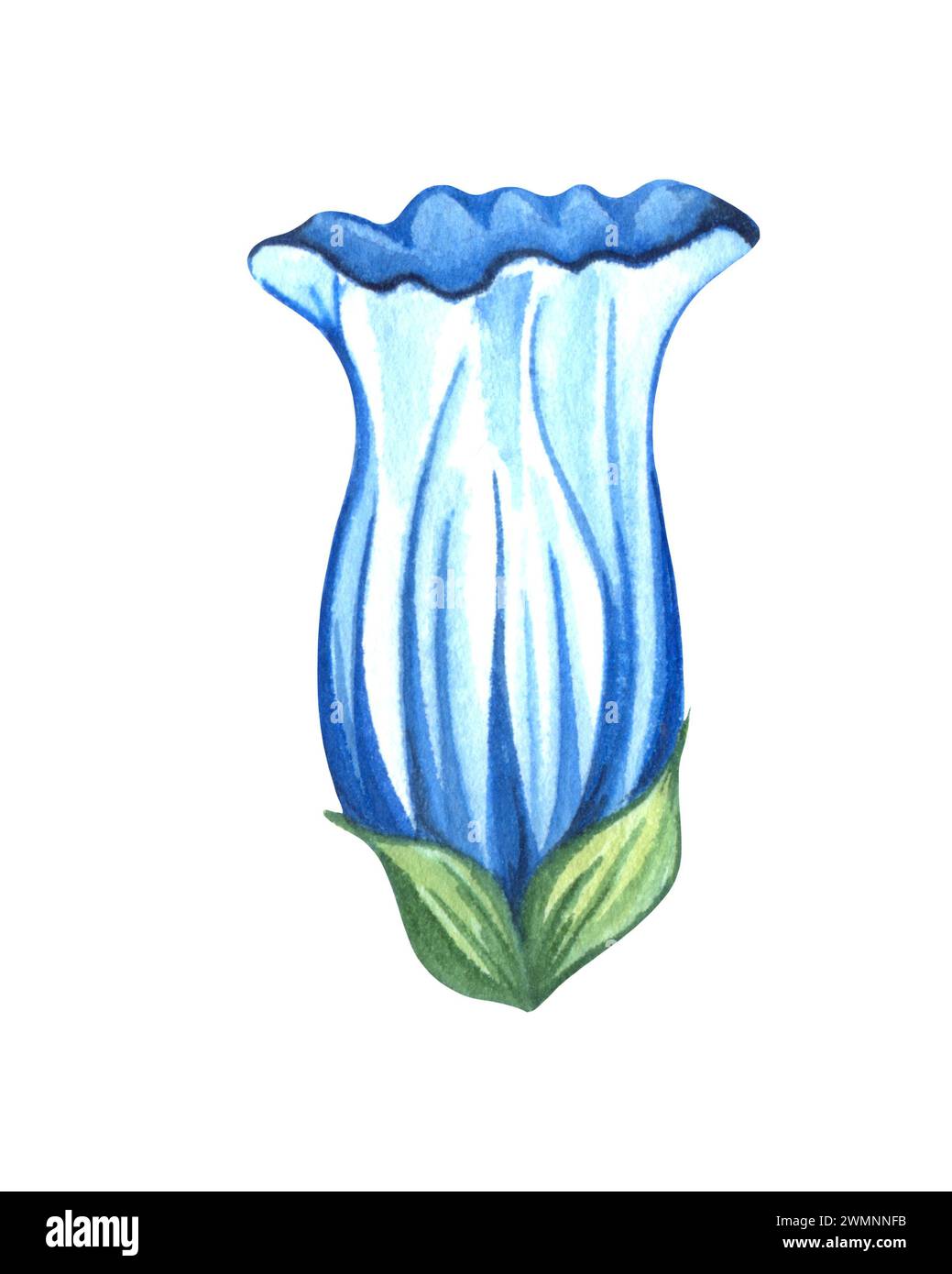 Alpine mountain flowers - Gentian flower. Watercolor hand drawn ...