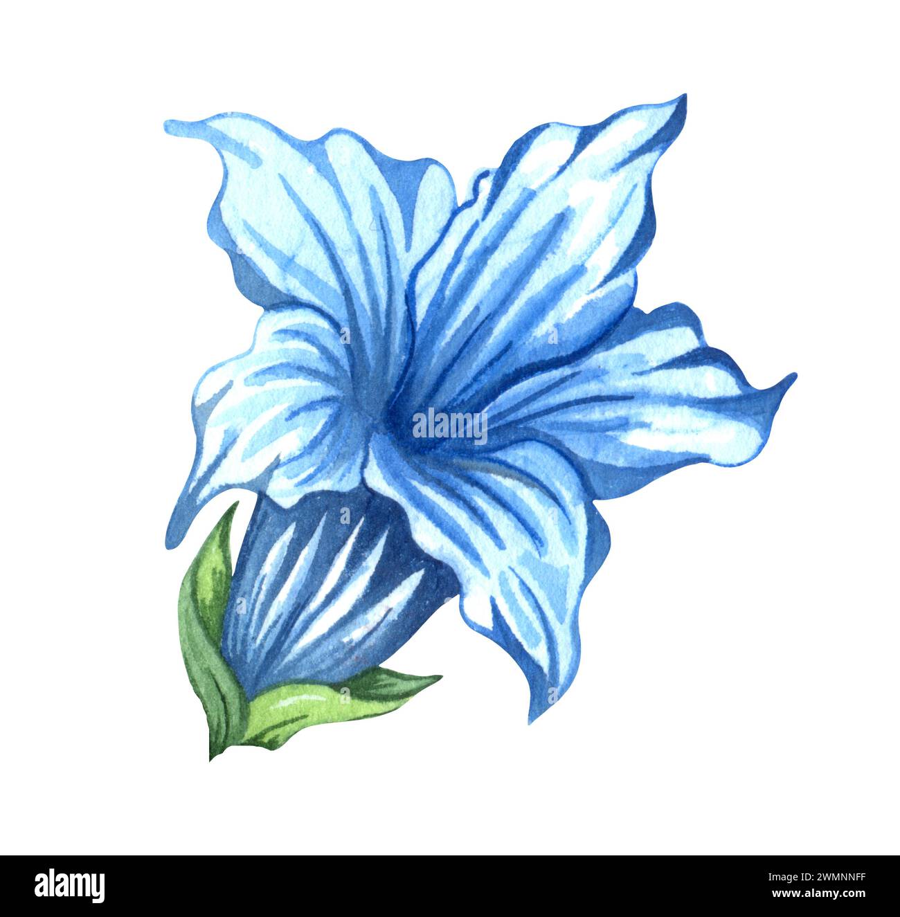 Alpine mountain flowers - Gentian flower. Watercolor hand drawn ...