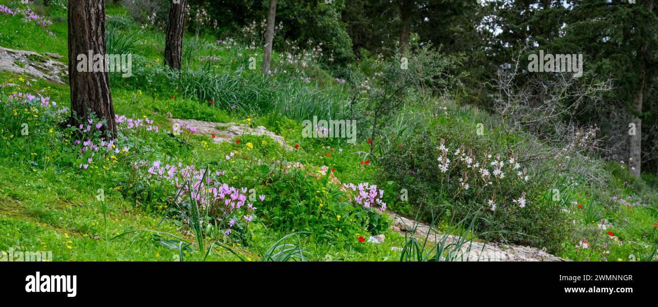 Flowering spring meadow, in a pine tree forest with lush green foliage ...