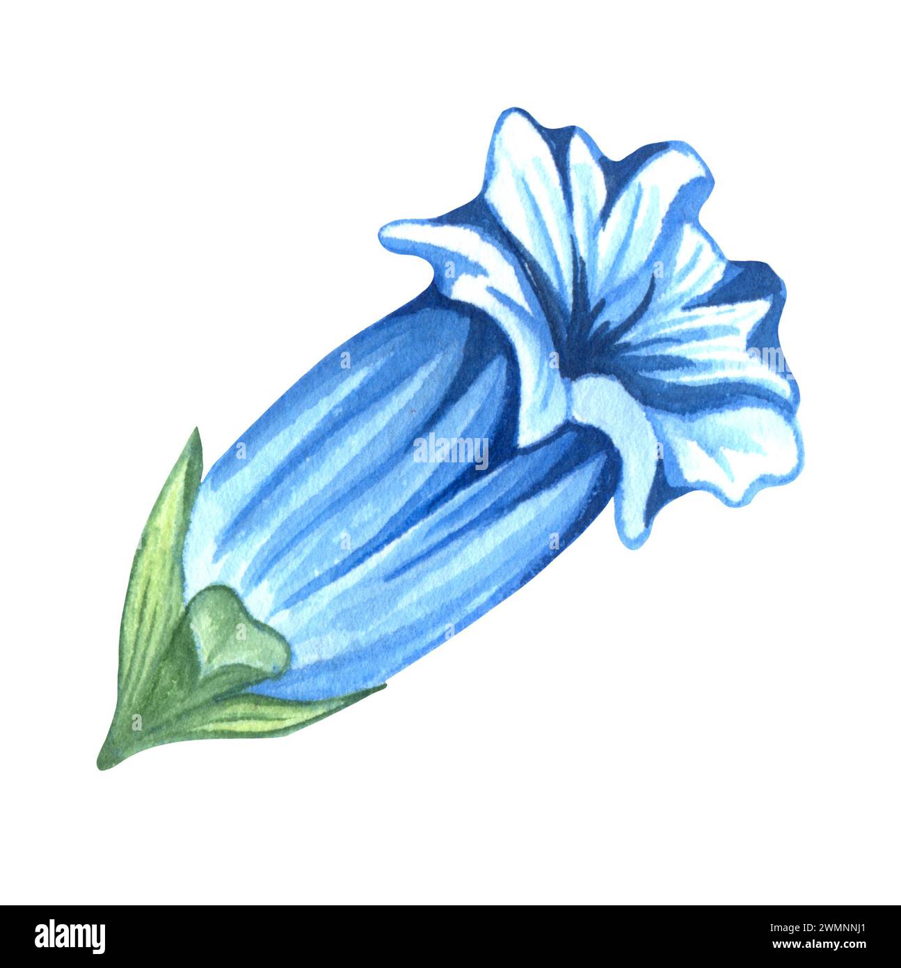 Alpine mountain flowers - Gentian flower. Watercolor hand drawn ...