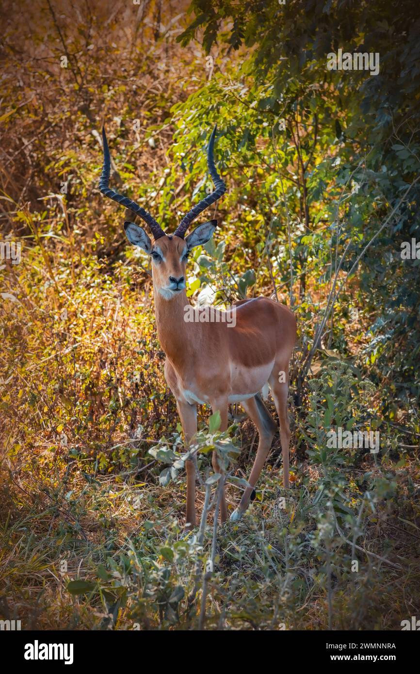 Impala mikumi national park hi-res stock photography and images - Alamy