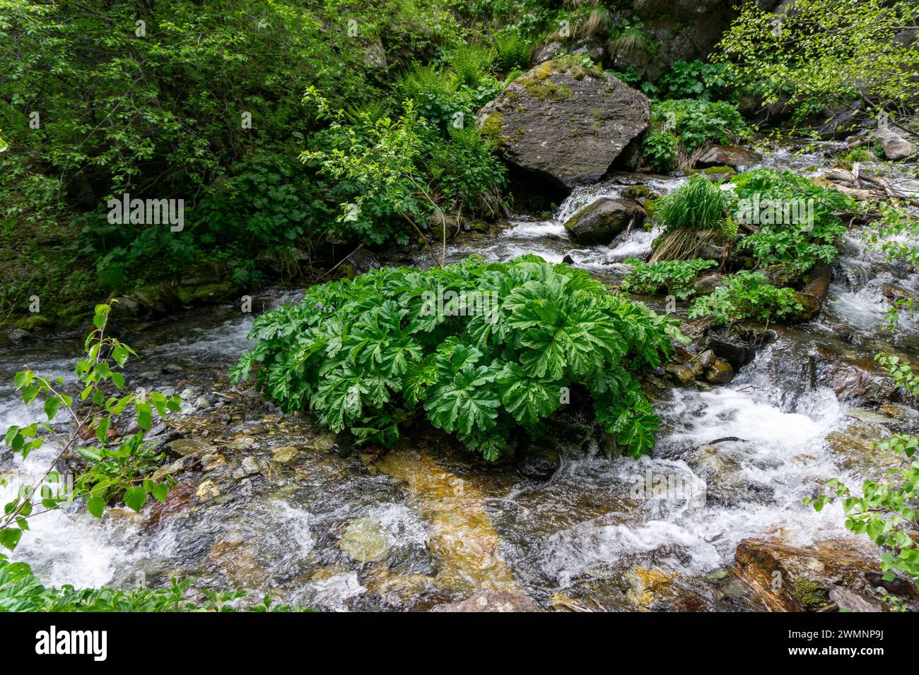 Picturesque mountain scene with a flowing stream Georgia Stock Photo ...