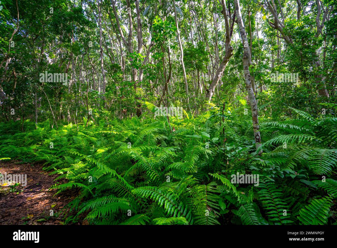 Hiking in Jozani Chwaka Bay National Park, Zanzibar Stock Photo - Alamy