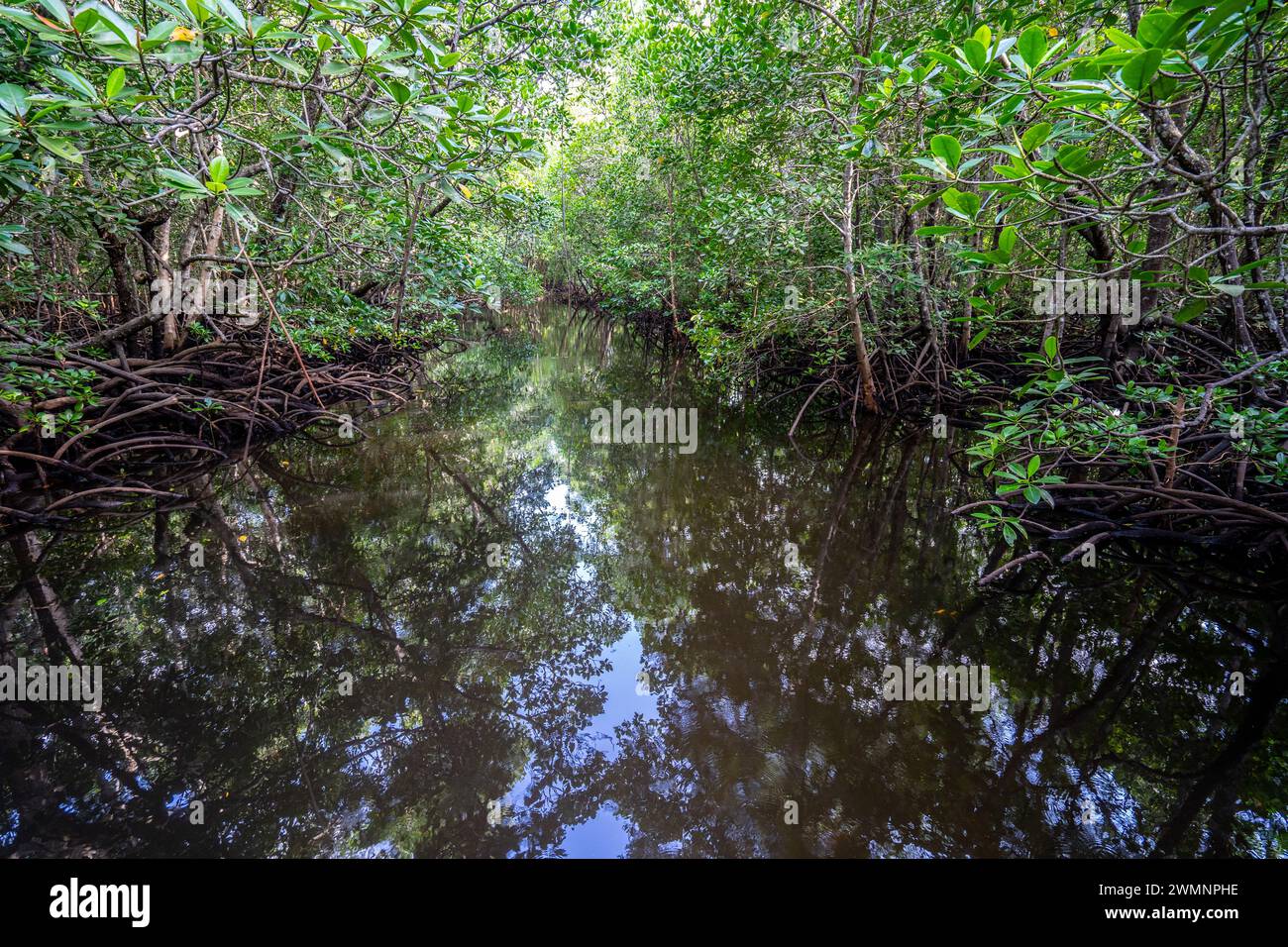 Mangrove trees at Jozani Chwaka Bay National Park, Zanzibar Stock Photo ...