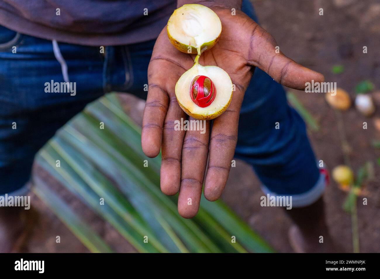 Myristica fragrans tree hi-res stock photography and images - Alamy