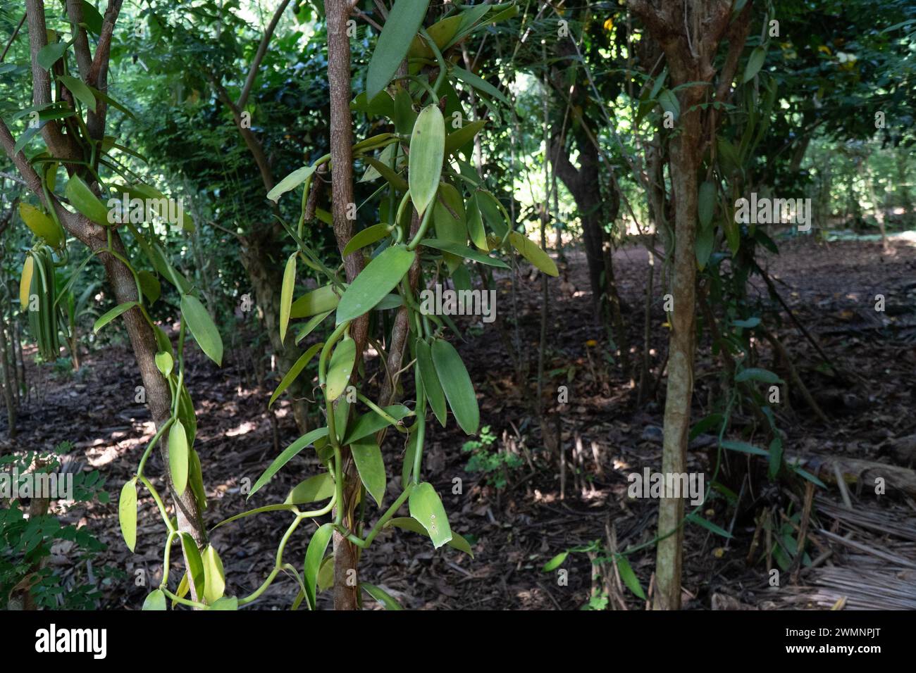 Vanilla is a spice derived from orchids of the genus Vanilla, primarily ...