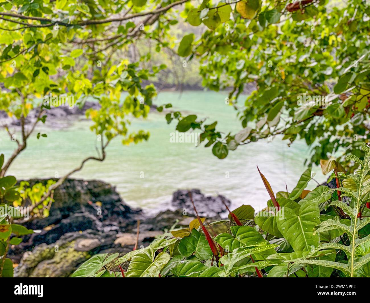 Tropical forest dense vegetation exotic hi-res stock photography and images - Alamy