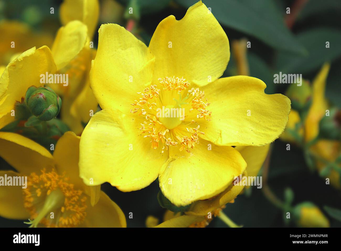 yellow wild flower Stock Photo - Alamy