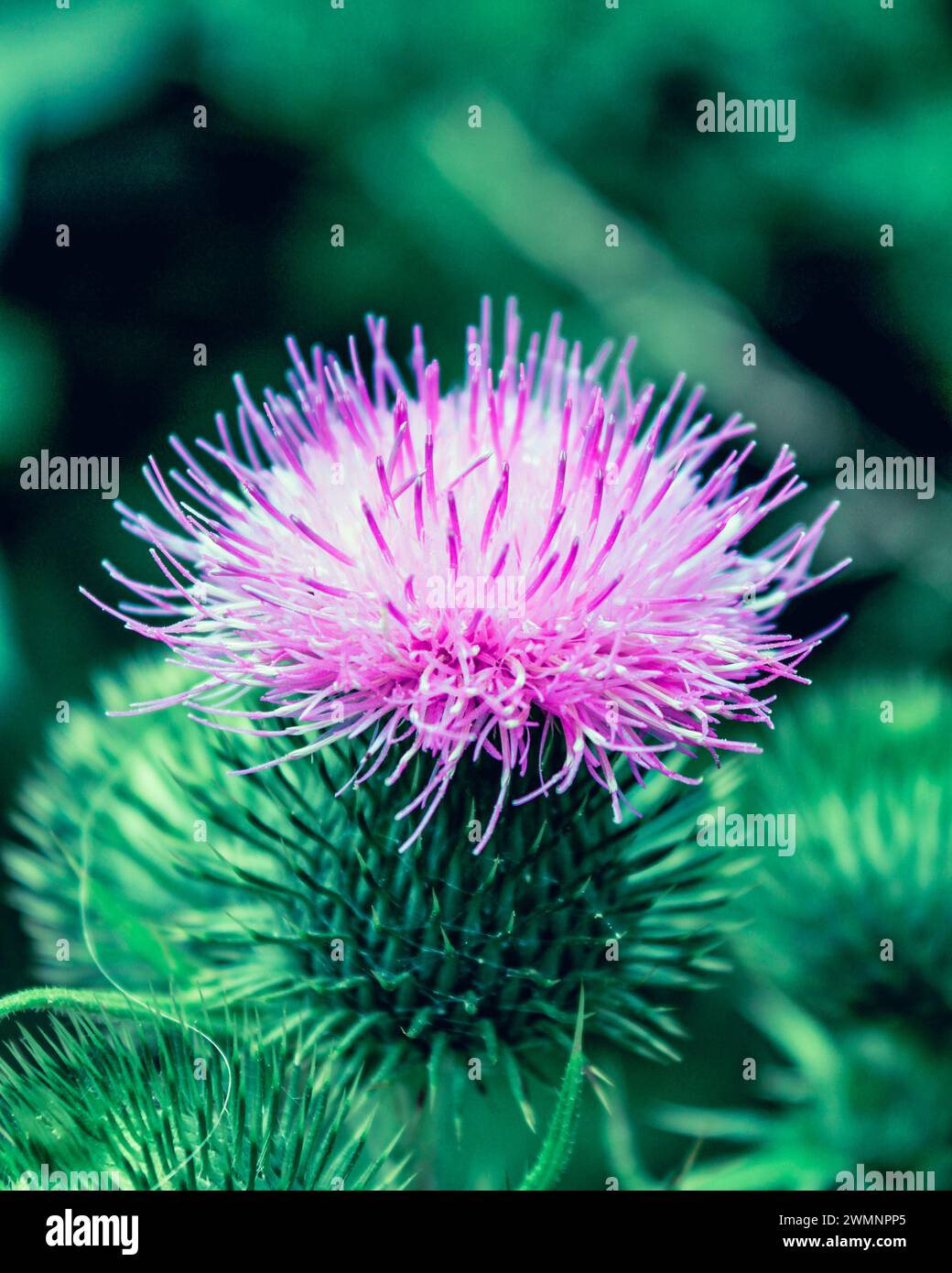 Purple thistle plants hi-res stock photography and images - Alamy