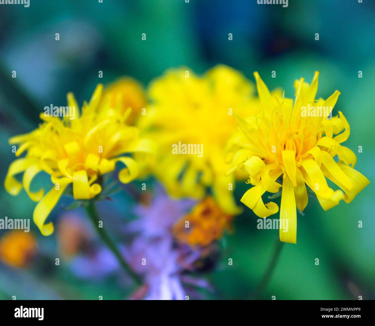 New England Hawkweed wild flower Stock Photo - Alamy