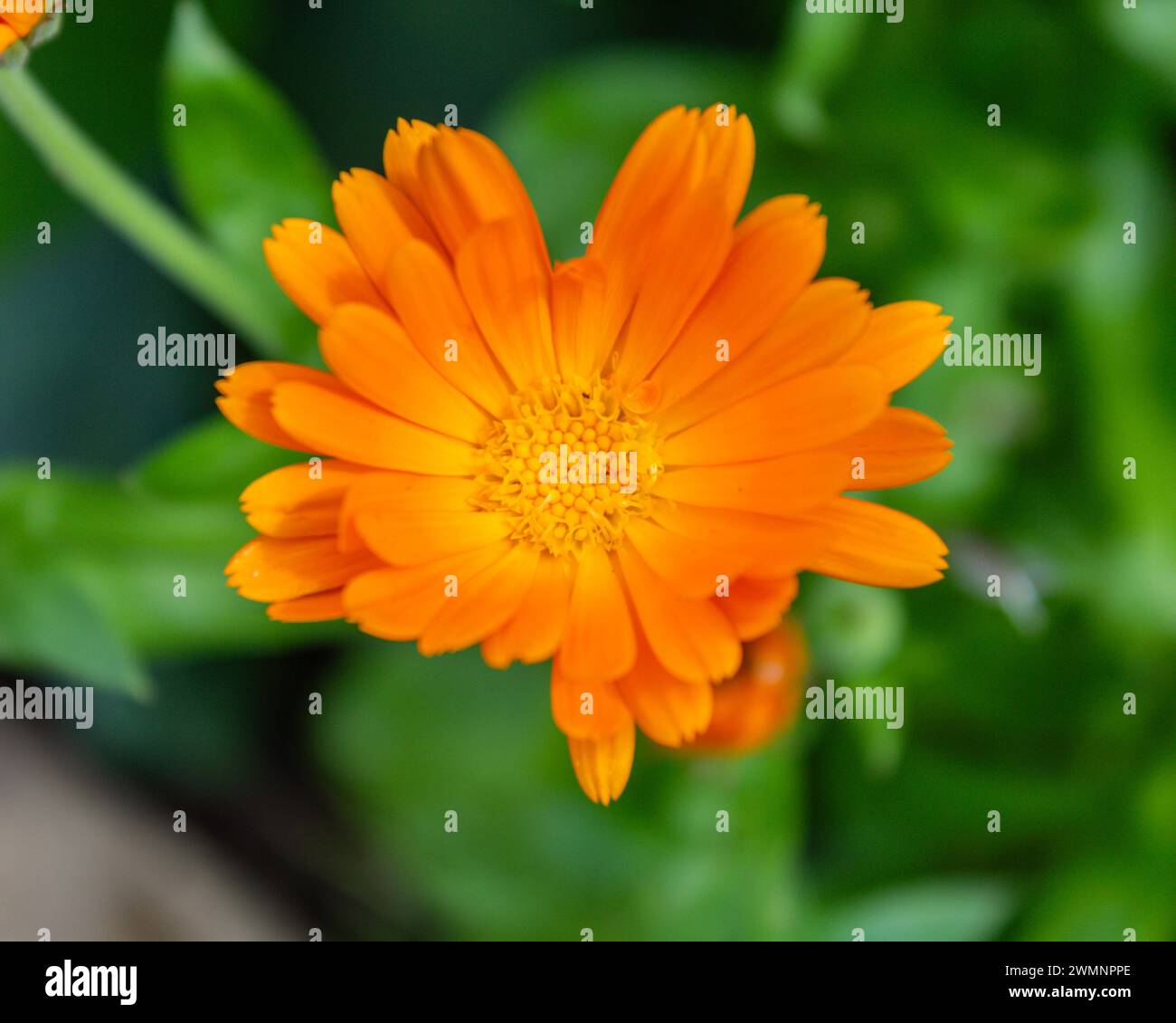 Wild Marigold flower head Stock Photo - Alamy