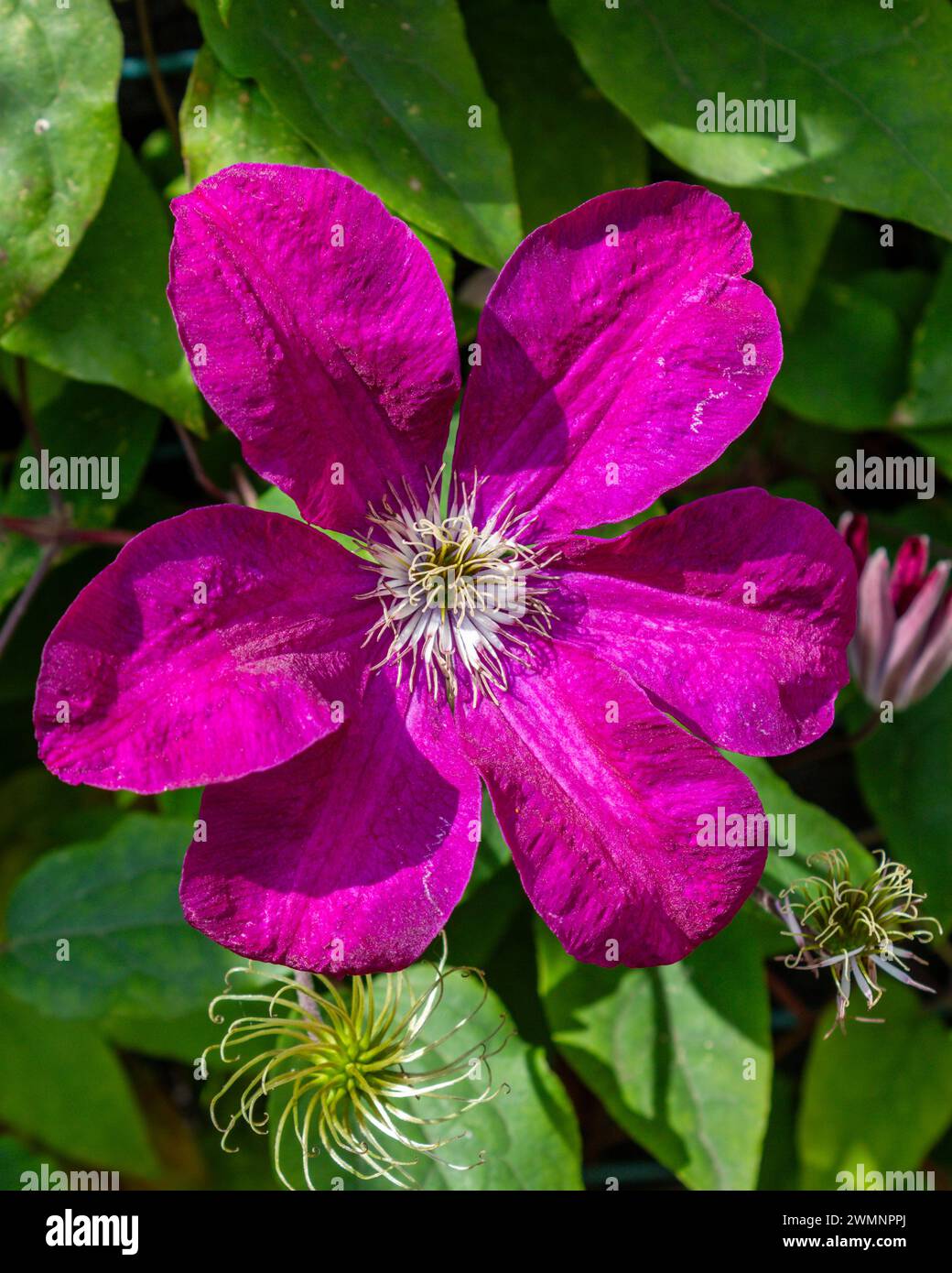 Clematis flowerhead hi-res stock photography and images - Alamy