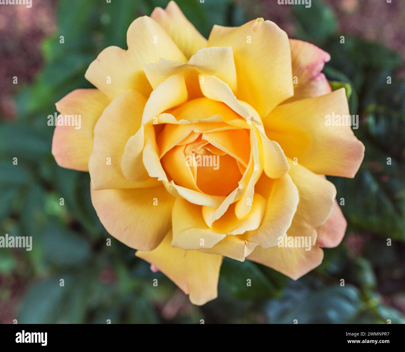 Flora rose flower plant hi-res stock photography and images - Alamy