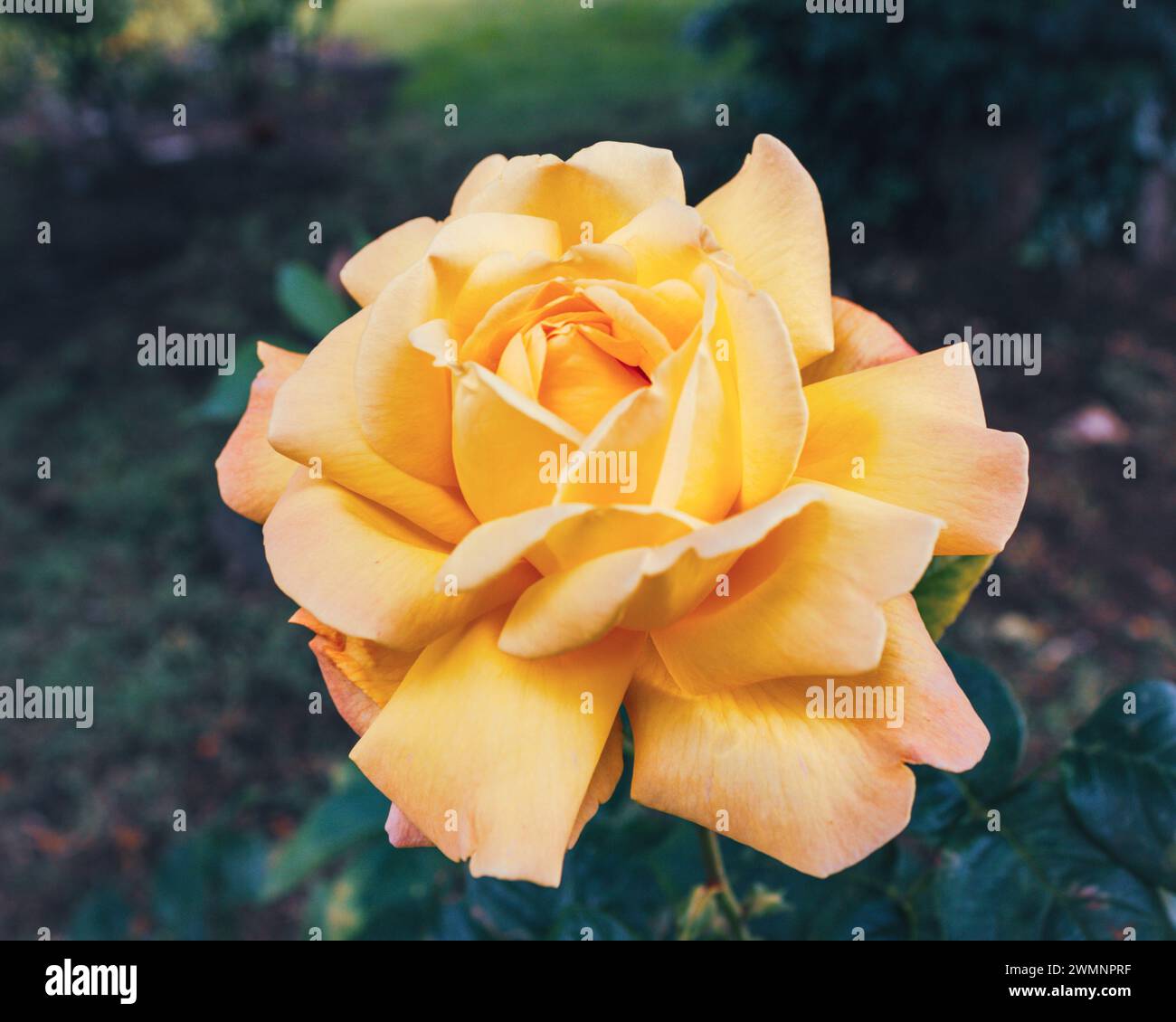 Flora rose flower plant hi-res stock photography and images - Alamy