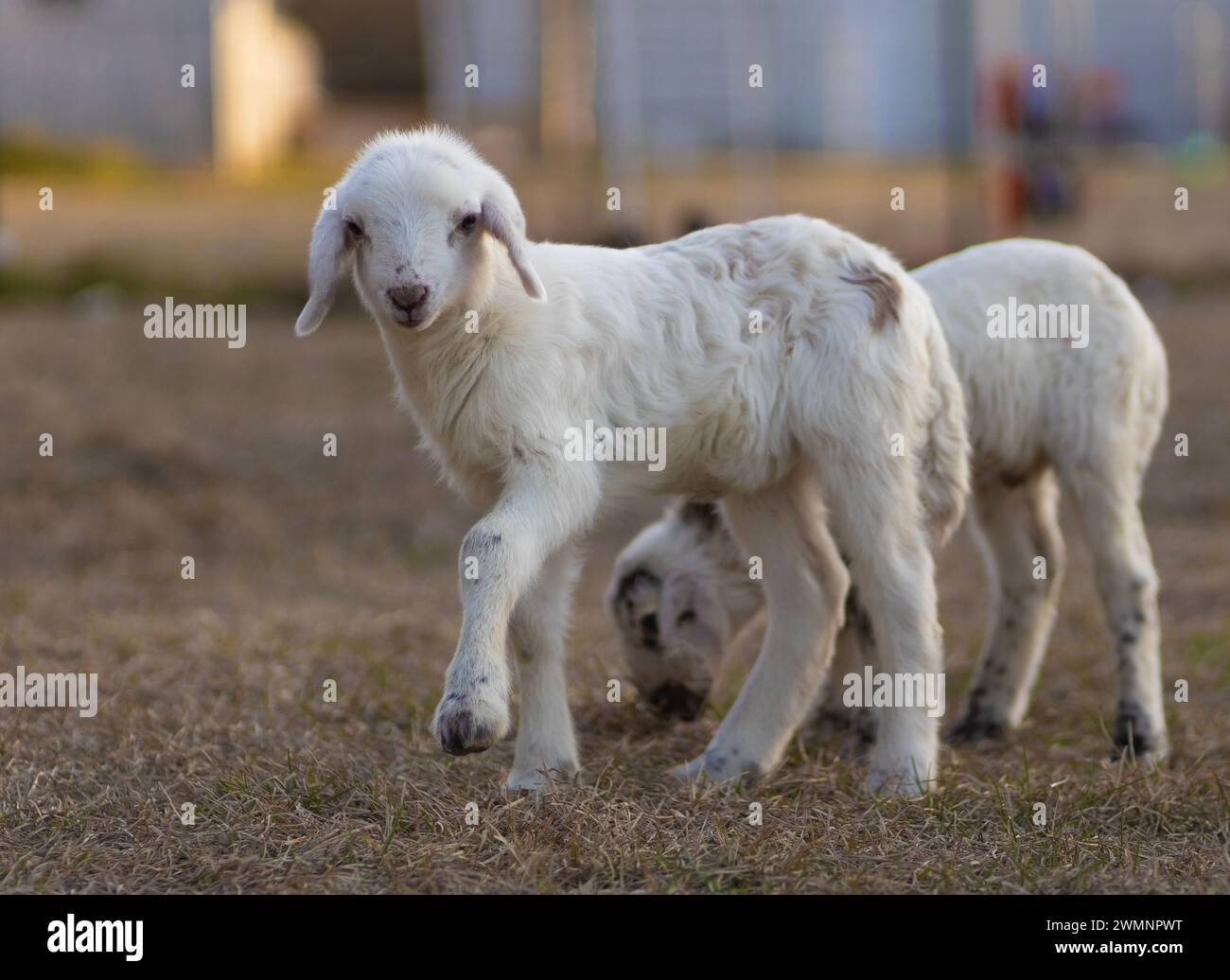 White Katahdin sheep lamb that looks like it is prancing with its ...